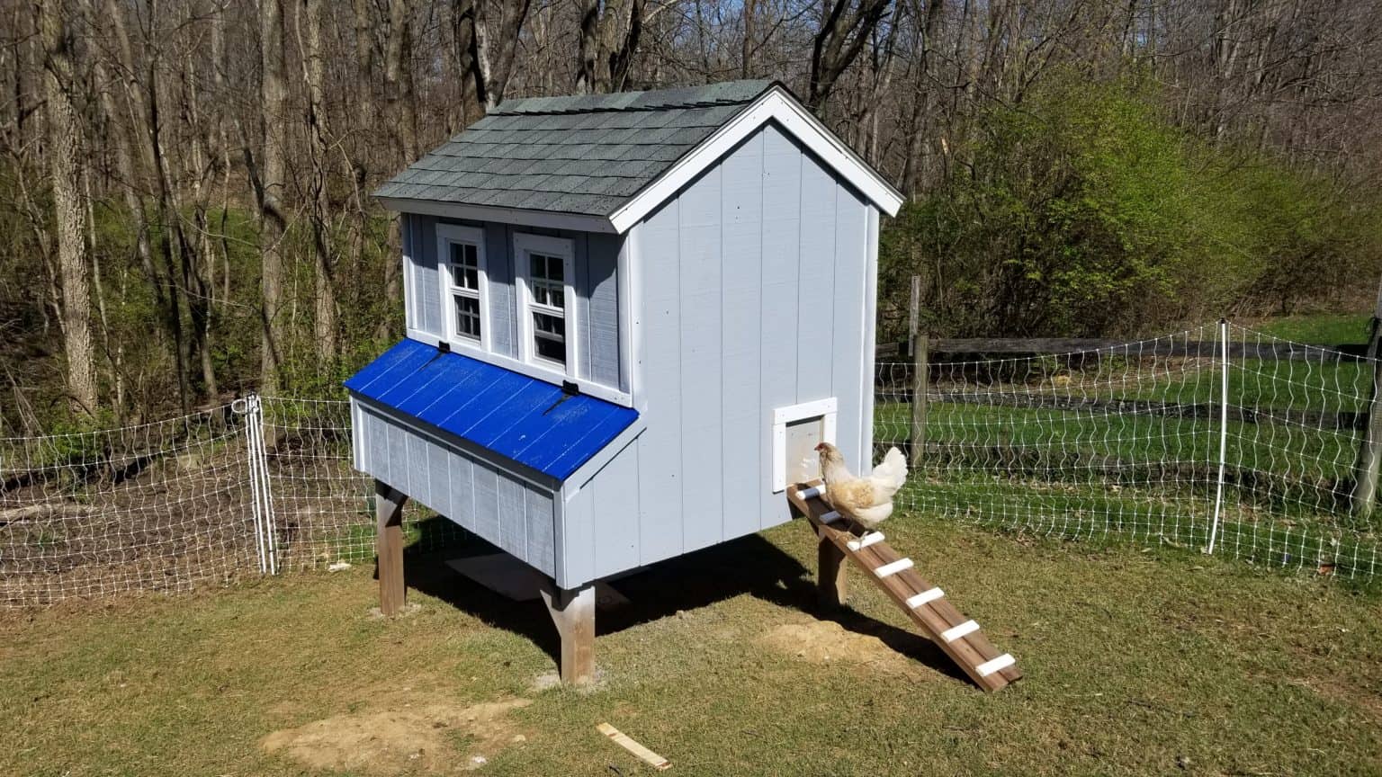 Backyard Chicken Coop (Our Easy Strong DIY Build) - Whole Made Living