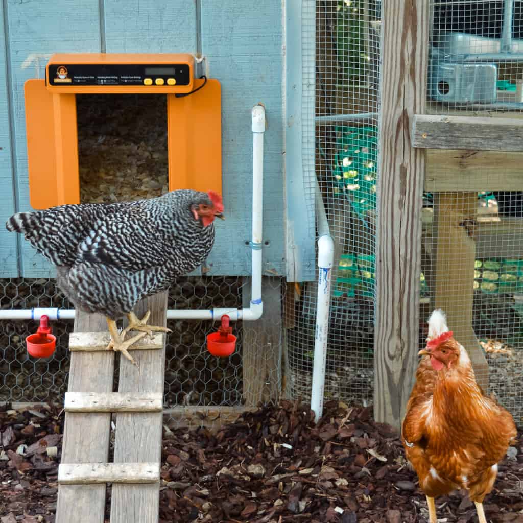 Automatic Chicken Coop Door (Pros and Cons) - Whole Made Living
