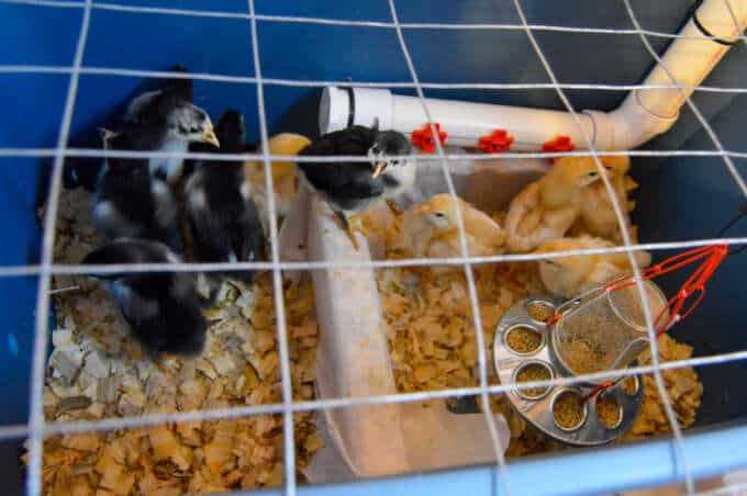 Our Best Egg Laying Backyard Chickens (Cold Breeds) - Whole Made Living