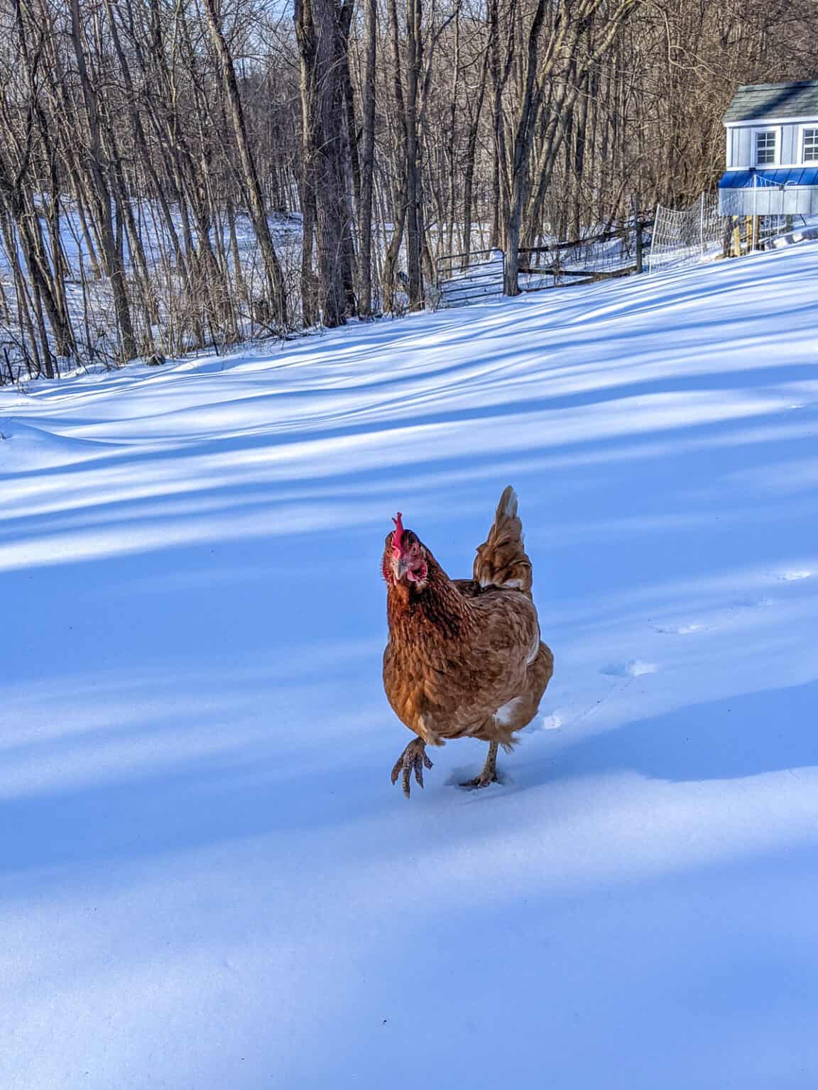 Our Best Egg Laying Backyard Chickens (Cold Breeds) - Whole Made Living