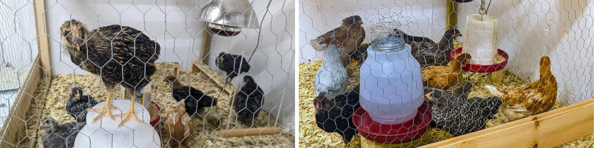 Raising Baby Chicks: From Brooder to Coop - Whole Made Living