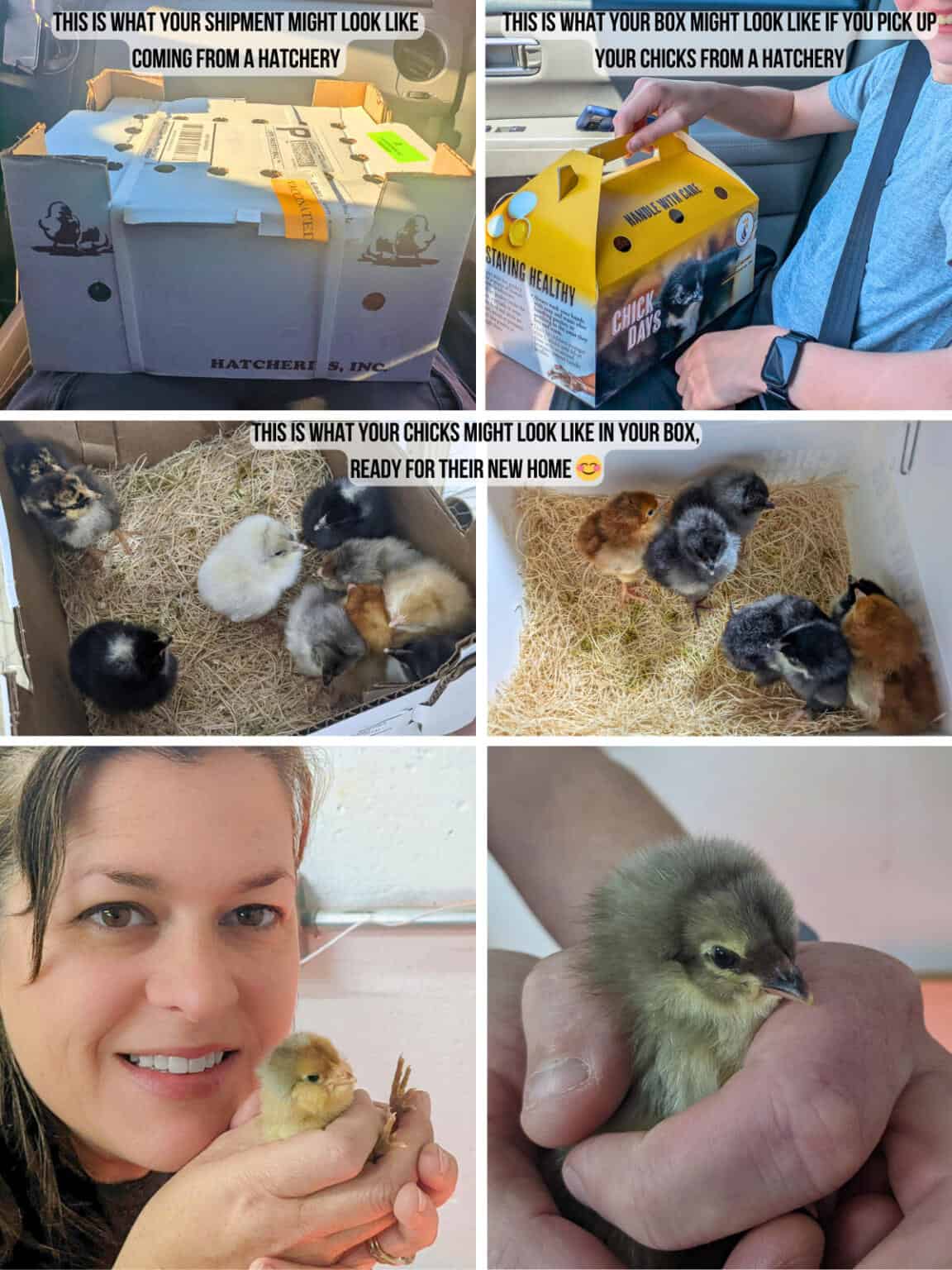 Raising Baby Chicks: From Brooder to Coop - Whole Made Living