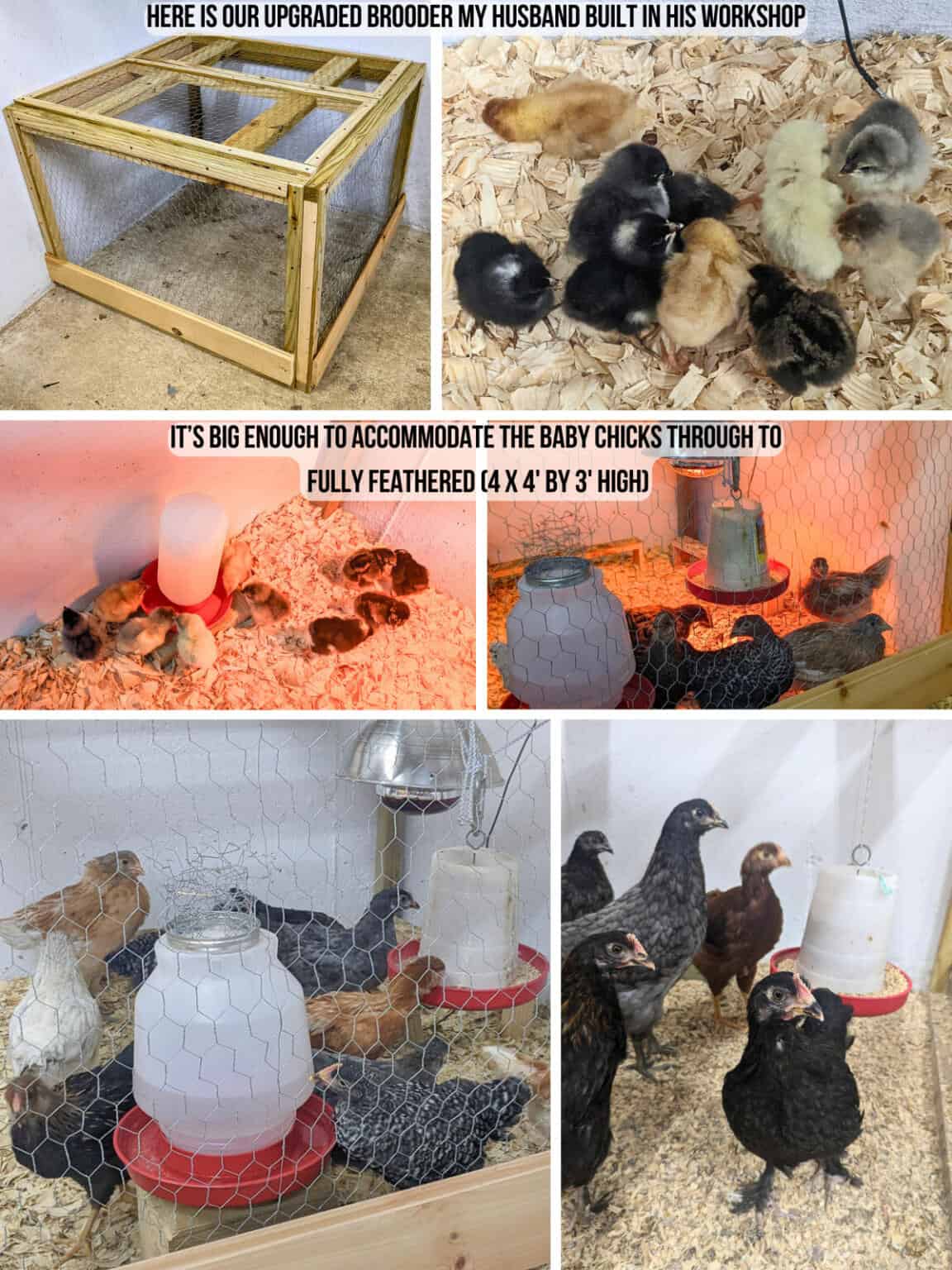Raising Baby Chicks: From Brooder to Coop - Whole Made Living