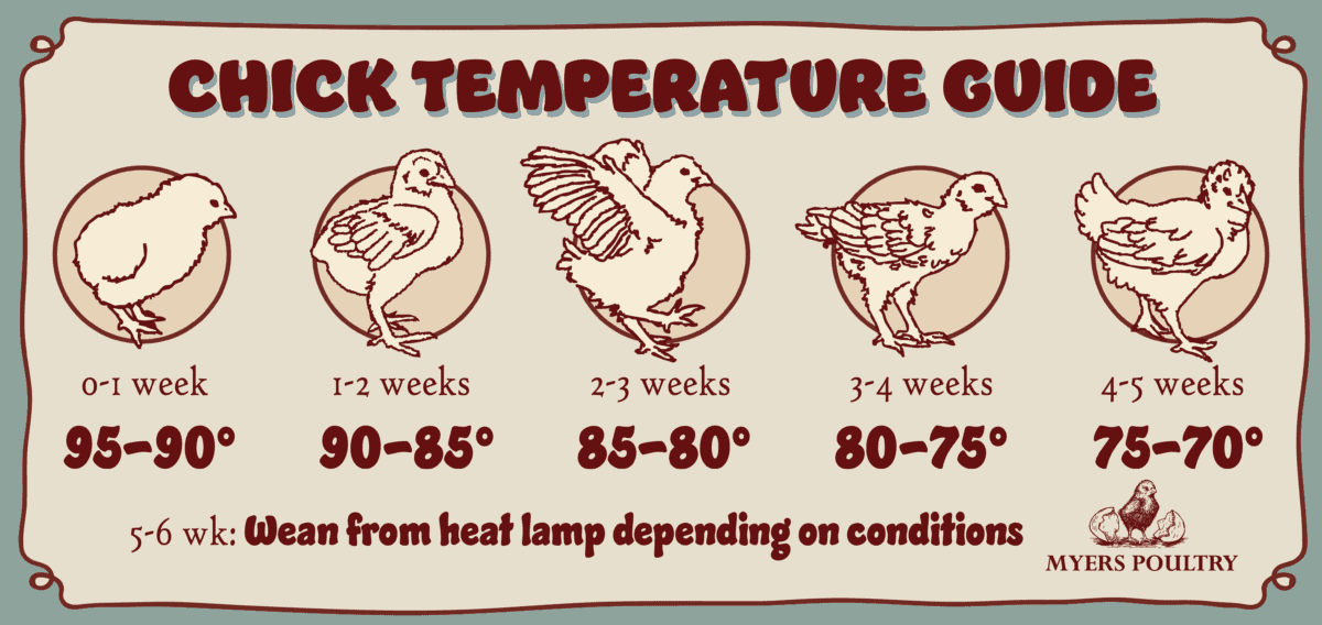 Raising Baby Chicks: From Brooder to Coop - Whole Made Living