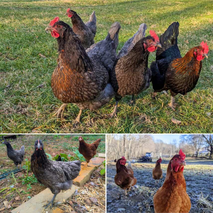 The Pros and Cons of Keeping Backyard Chickens - Whole Made Living