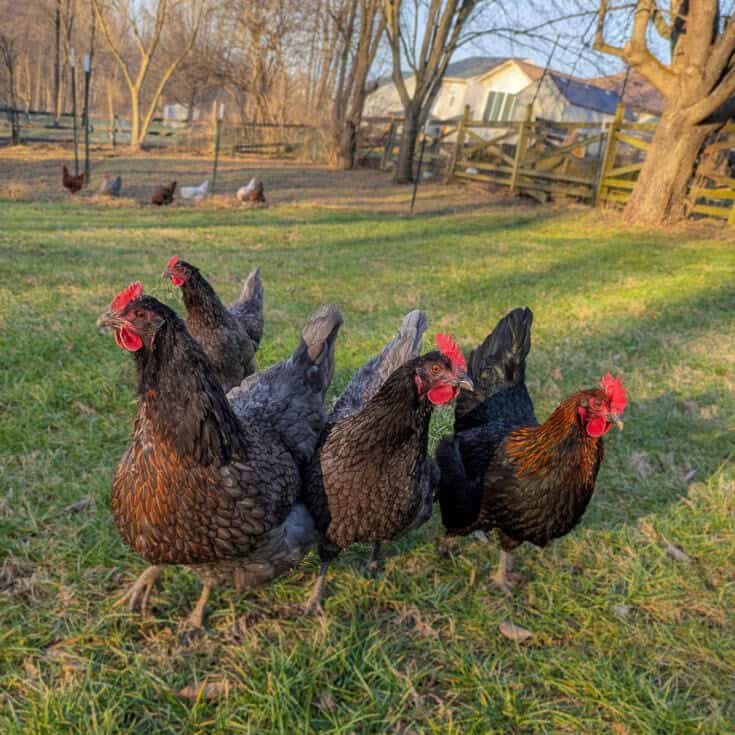 The Pros and Cons of Keeping Backyard Chickens - Whole Made Living