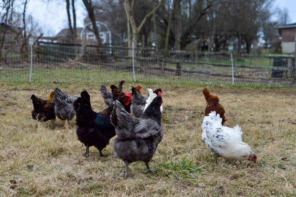 Eggs -cellent Chicken Facts for Beginners - Whole Made Living