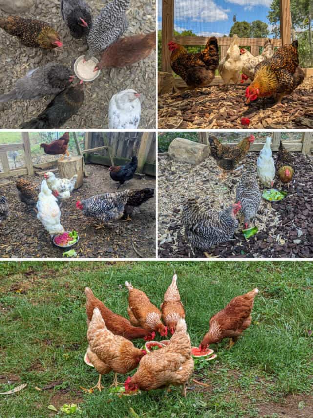 Eggs -cellent Chicken Facts for Beginners - Whole Made Living