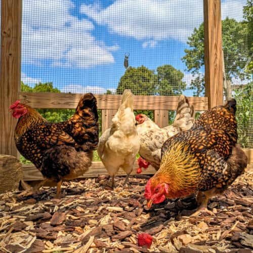 How to Protect Chickens from Predators - Whole Made Living